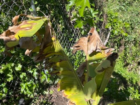 How to Start a Banana Circle (The 10 Best Plants) – Couch to Homestead
