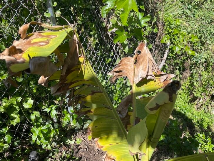 How to Start a Banana Circle (The 10 Best Plants) – Couch to Homestead