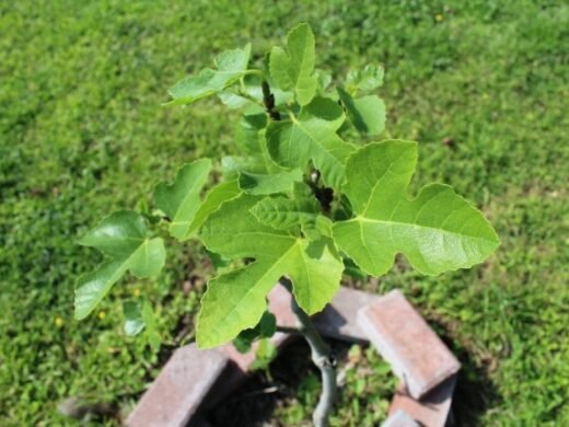 How To Save a Dying Fig Tree: 3 Quick Steps – Couch to Homestead