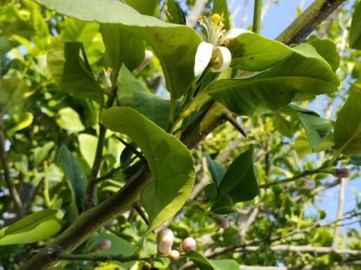 Why Lemon Trees Won’t Fruit (and 5 Ways To Fix It) – Couch to Homestead