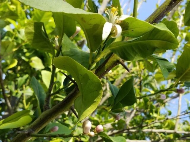 When Do Lemon Trees Bloom? (& 6 Ways to Get More Flowers) – Couch to ...