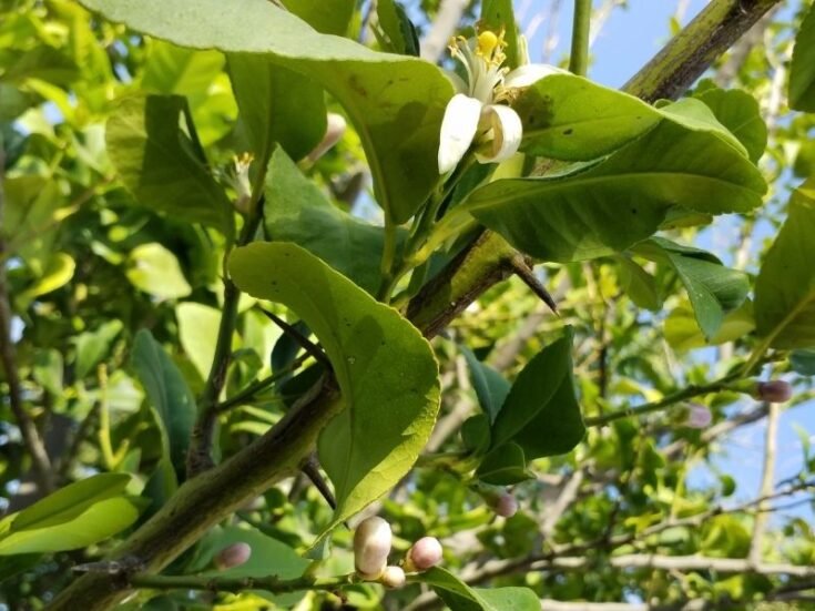 When Do Lemon Trees Bloom? (& 6 Ways to Get More Flowers) – Couch to ...