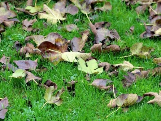 Are Fig Tree Roots Invasive (Will They Damage Property)? – Couch to ...
