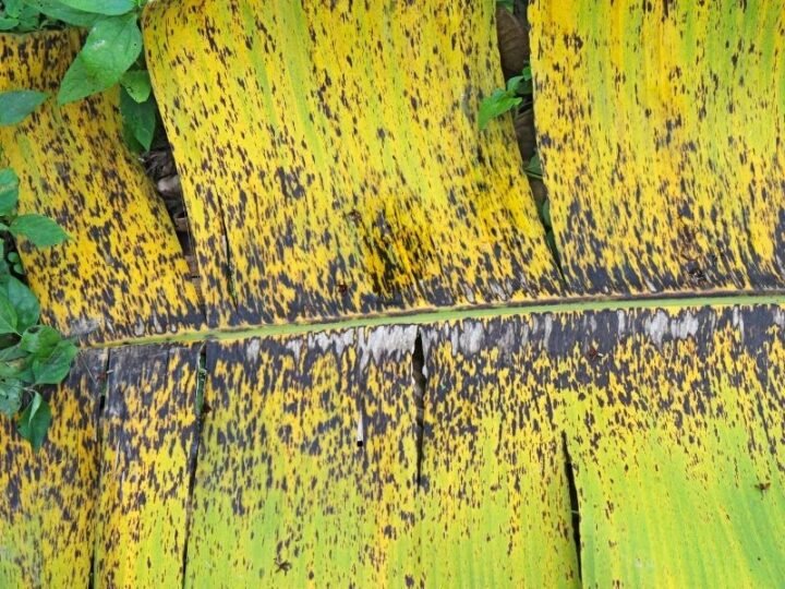 How To Save a Dying Banana Plant: 3 Quick Steps – Couch to Homestead