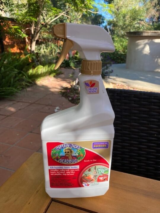 3 Quick Steps to Save a Dying Lemon Tree – Couch to Homestead