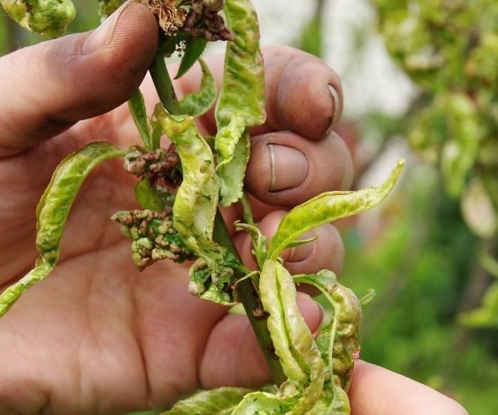 Peach Leaf Curl: How to Identify, Prevent, & Treat – Couch to Homestead