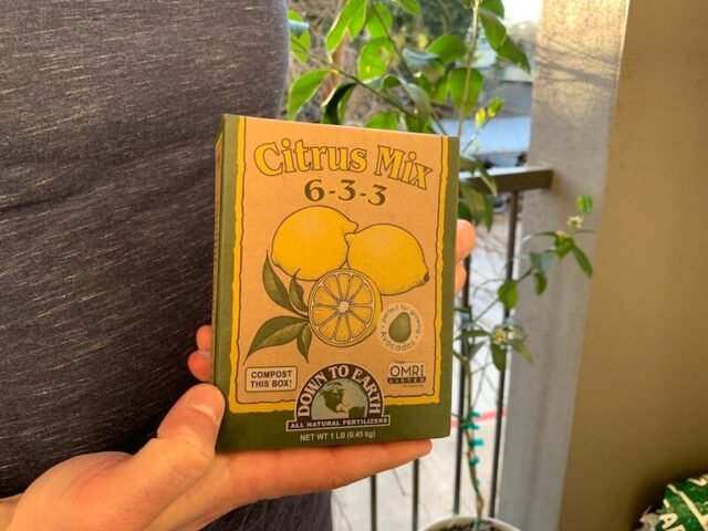 Splitting Citrus Fruit & How to Fix It (4 Ways) – Couch to Homestead