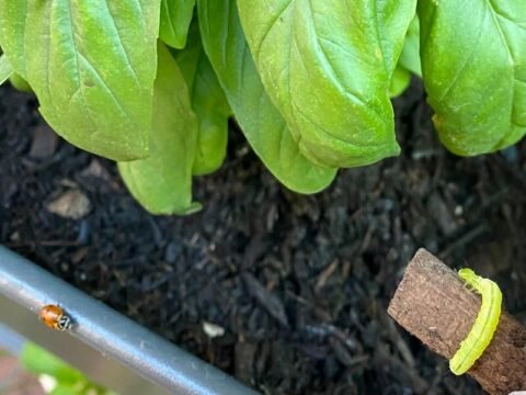 How to Save a Dying Pear Tree (3 Quick Steps) – Couch to Homestead