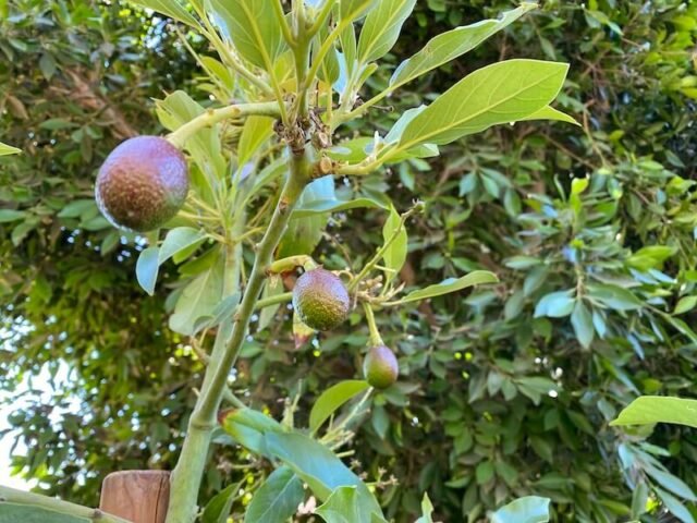 3 Quick Steps To Revive a Dying Avocado Tree – Couch to Homestead