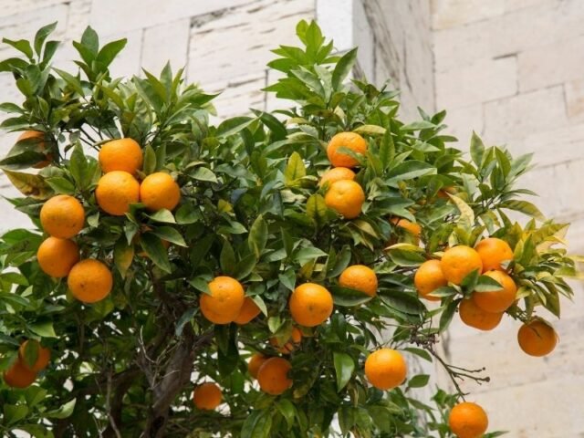 How To Fix Drooping Leaves on Orange Trees – Couch to Homestead