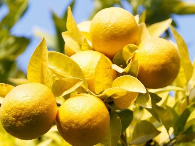 4 Reasons Citrus Tree Leaves Turn Yellow (& How To Fix It) – Couch to ...