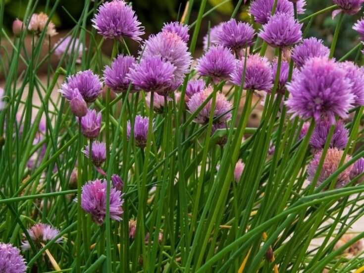 The 25 Best Companion Plants for Apple Trees – Couch to Homestead