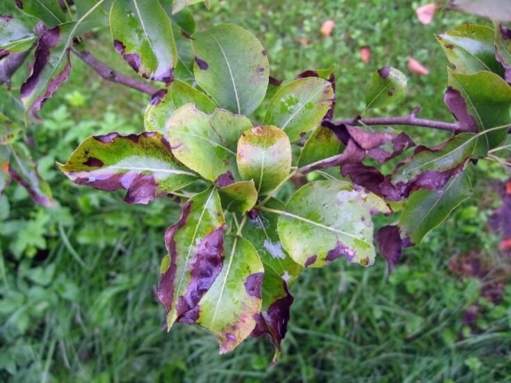 6 Reasons Pear Trees Drop Their Leaves (& How To Fix) – Couch to Homestead