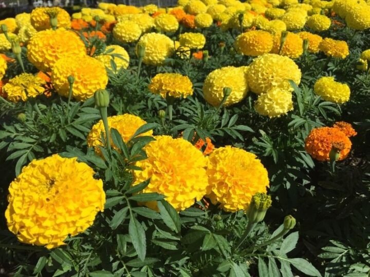 The 25 Best Companion Plants for Apple Trees – Couch to Homestead