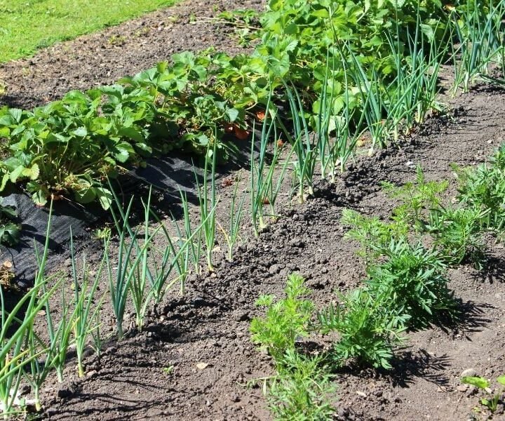 The Top 10 Benefits of Companion Planting – Couch to Homestead