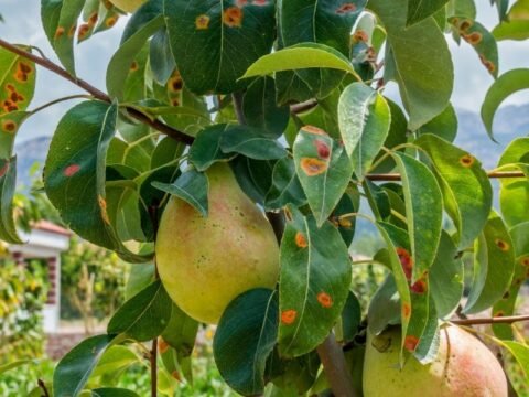 5 Reasons Why Pear Tree Leaves Curl (& How to Fix It) – Couch to Homestead