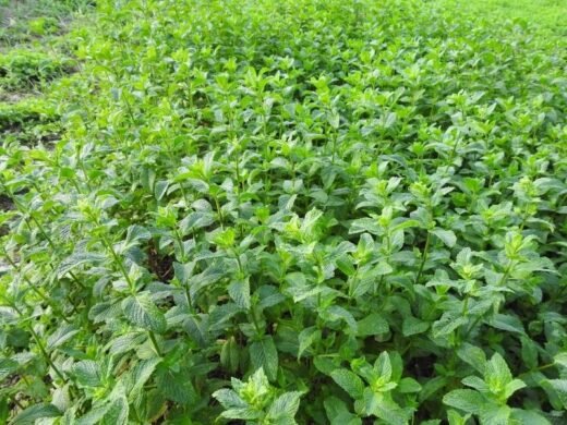 The 25 Best Companion Plants for Apple Trees – Couch to Homestead