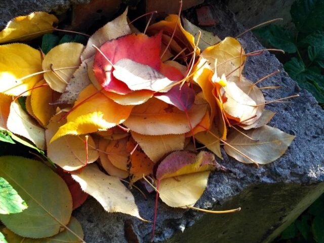5 Reasons Why Pear Tree Leaves Curl (& How to Fix It) – Couch to Homestead