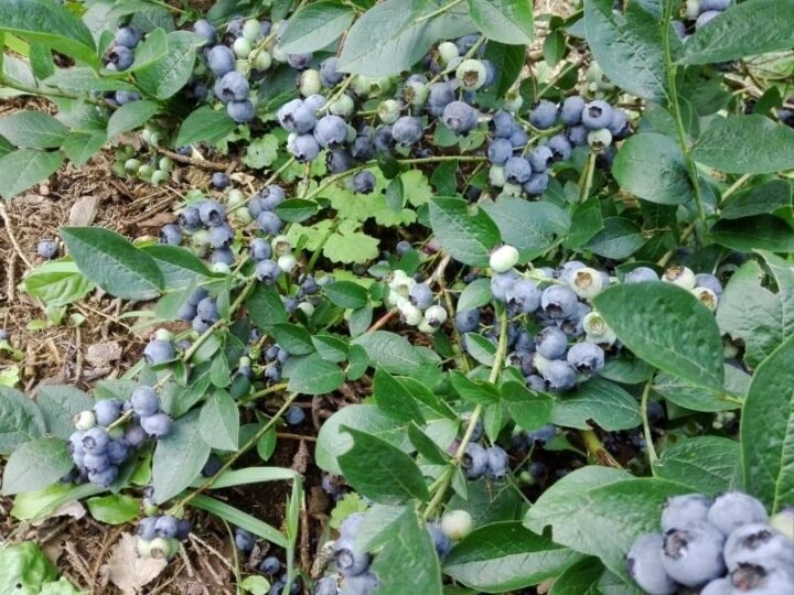 How to Fix Brown Leaves on Blueberry Plants (4 Ways) – Couch to Homestead