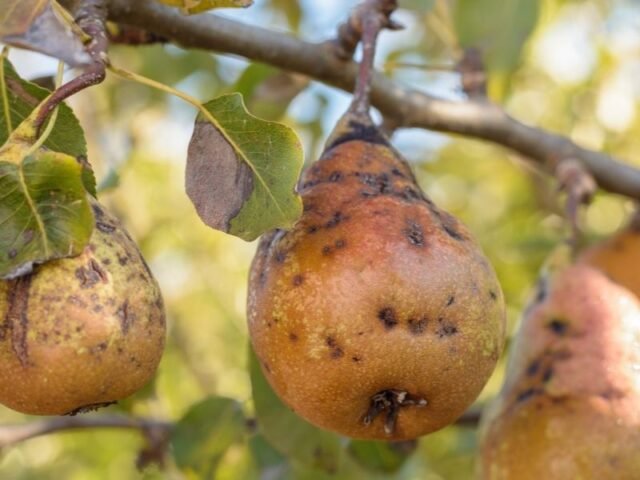7 Reasons Pear Trees Won’t Fruit (& How to Fix It) – Couch to Homestead