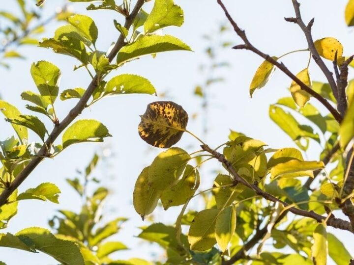 6 Reasons Pear Trees Drop Their Leaves (& How To Fix) – Couch to Homestead