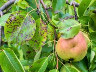 3 Reasons Pear Trees Get Black Leaves (& How To Fix It) – Couch to ...