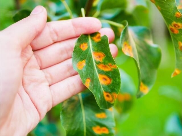 5 Reasons Why Pear Tree Leaves Curl (& How to Fix It) – Couch to Homestead