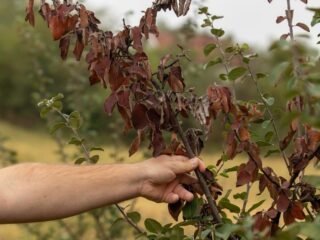 How to Save a Dying Pear Tree (3 Quick Steps) – Couch to Homestead