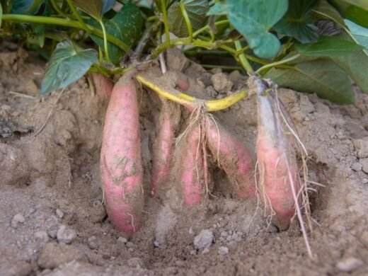 Companion Planting for Vegetables (Friends, Foes, & Benefits) – Couch ...