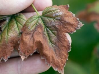 4 Ways to Fix Droopy & Wilting Leaves on Raspberry Plants – Couch to ...
