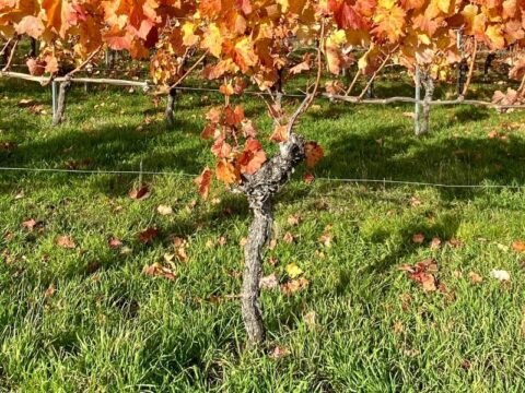 3 Quick Steps to Save a Dying Grapevine – Couch to Homestead