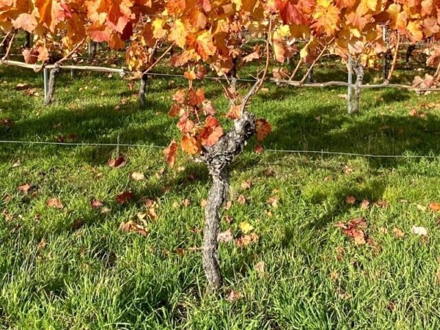 Are Grapevines Invasive (& Are Their Roots Damaging)? – Couch to Homestead