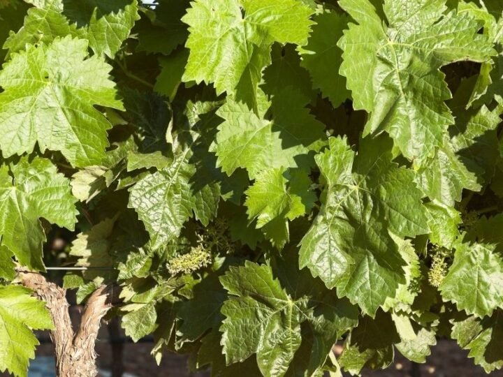 3 Quick Steps to Save a Dying Grapevine – Couch to Homestead