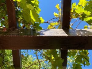 3 Quick Steps to Save a Dying Grapevine – Couch to Homestead
