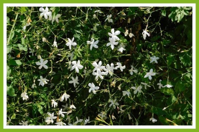 The Top 10 Companion Plants for Jasmine (Ranked) – Couch to Homestead