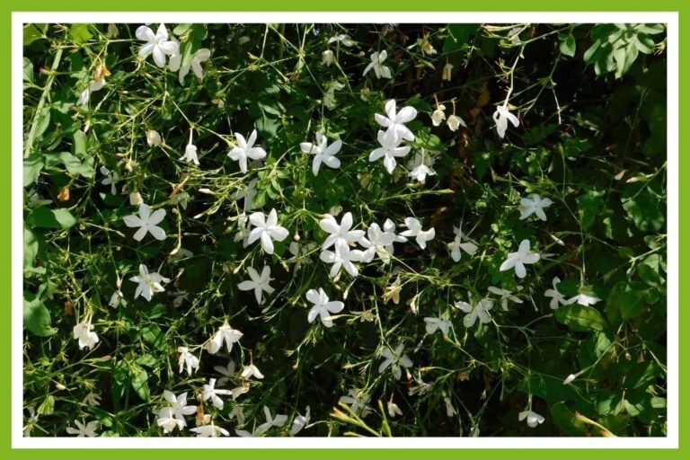 The Top 10 Companion Plants for Jasmine (Ranked) – Couch to Homestead