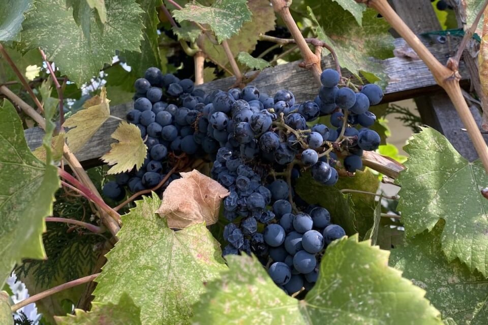 3 Quick Steps to Save a Dying Grapevine – Couch to Homestead
