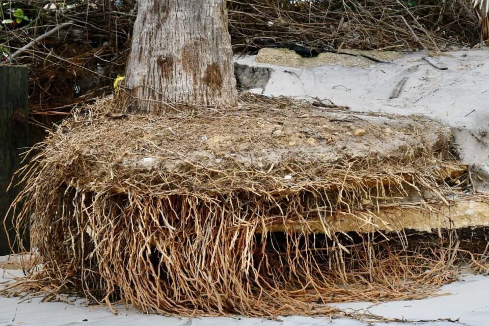 Are Palm Trees Invasive Are Their Roots Damaging Couch To Homestead