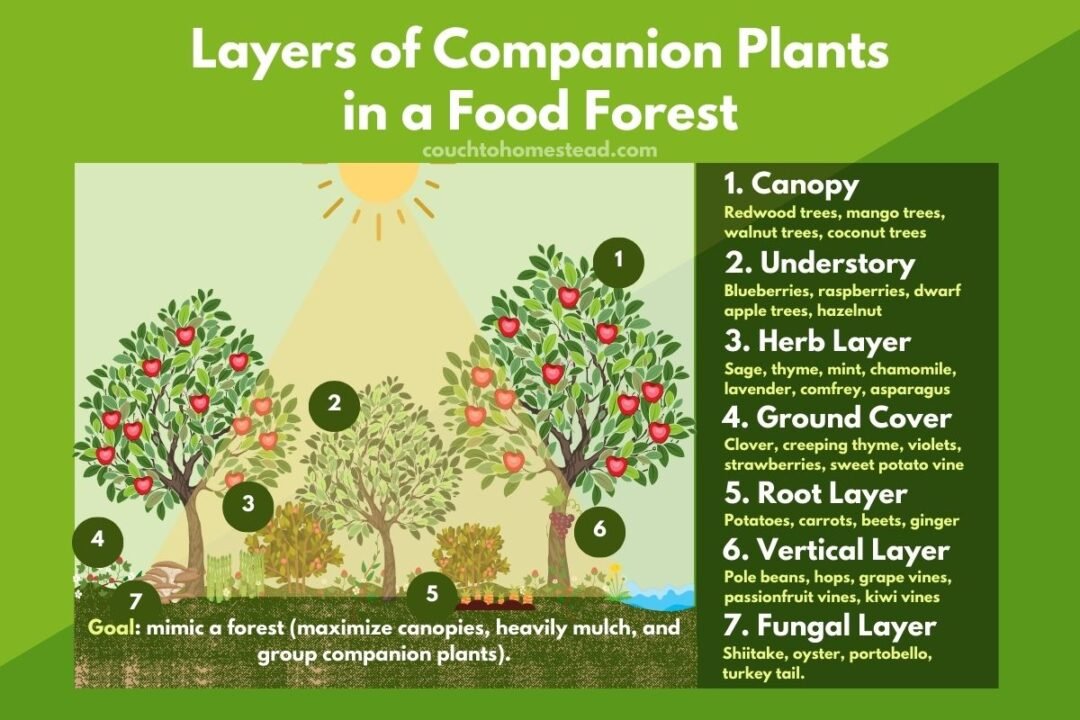 The 10 Best Fruit Trees to Grow in Texas – Couch to Homestead