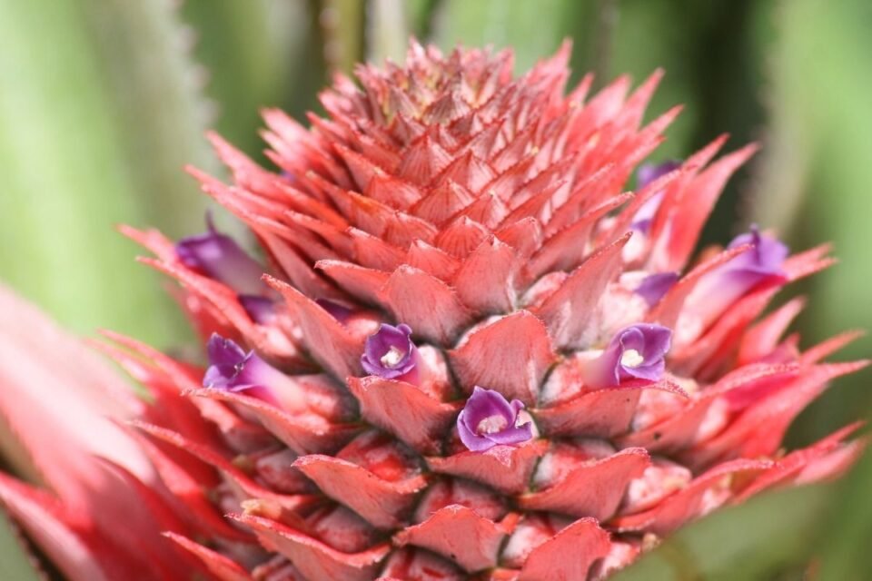 How to Save a Dying Pineapple Plant (3 Quick Steps) – Couch to Homestead