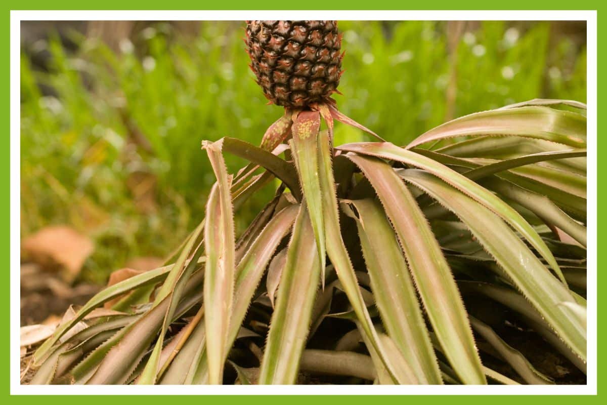 How to Save a Dying Pineapple Plant (3 Quick Steps) – Couch to Homestead