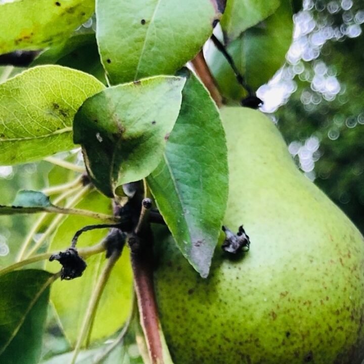 5 Reasons Why Pear Tree Leaves Curl (& How to Fix It) – Couch to Homestead
