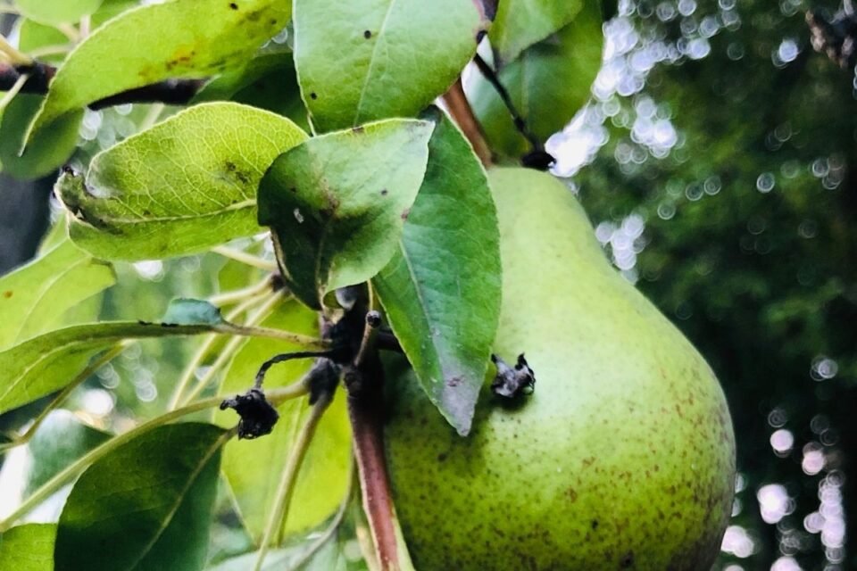 6 Reasons Pear Trees Drop Their Leaves (& How To Fix) – Couch to Homestead