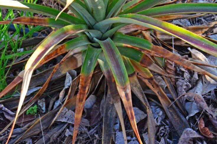 Yellow Leaves on a Pineapple Plant (6 Causes & Fixes) – Couch to Homestead