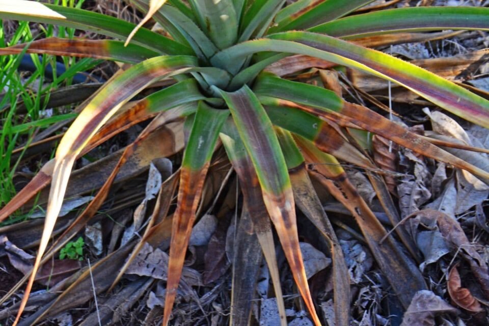How to Save a Dying Pineapple Plant (3 Quick Steps) – Couch to Homestead