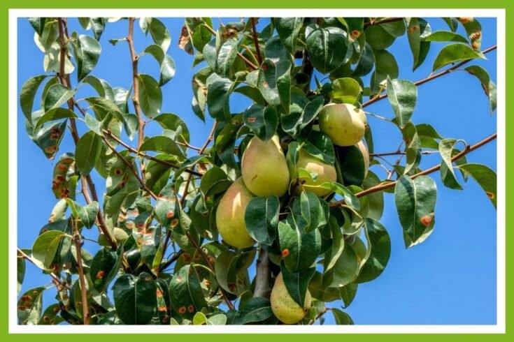 Why Pear Trees Get Droopy Leaves (& How to Fix It) – Couch to Homestead