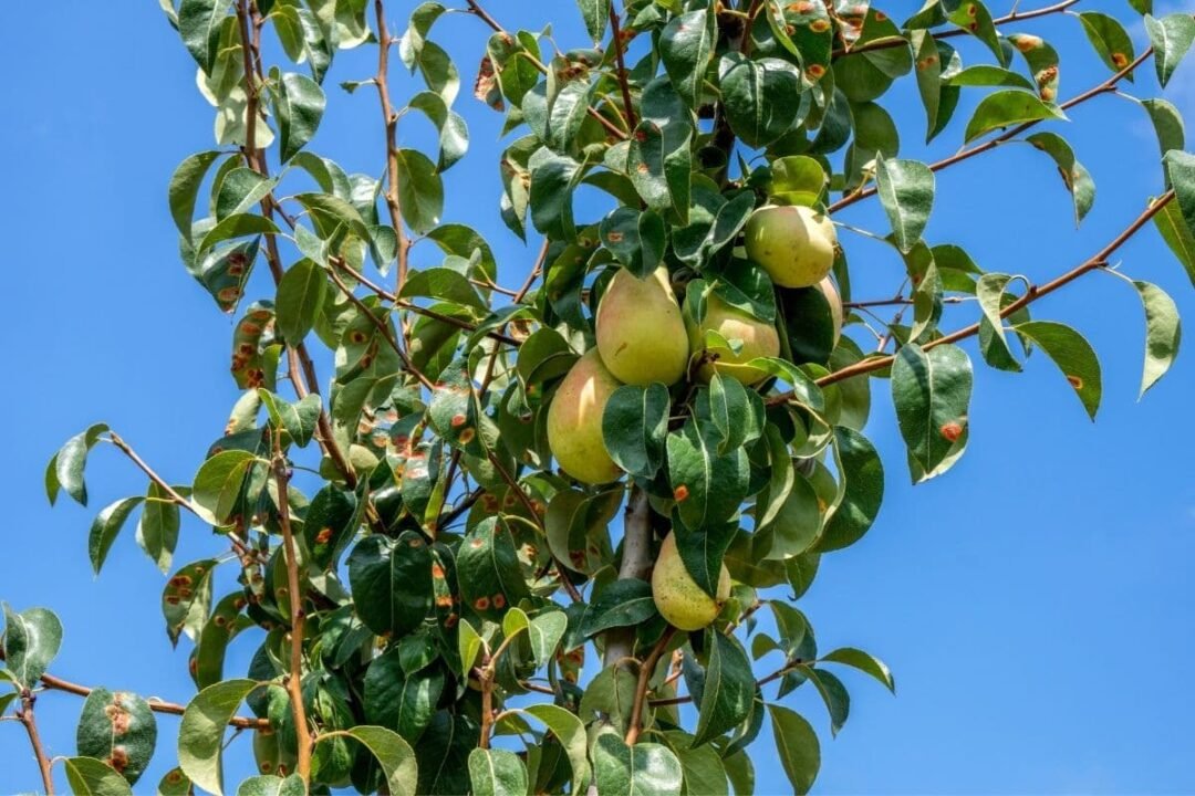 5 Reasons Why Pear Tree Leaves Curl (& How to Fix It) – Couch to Homestead