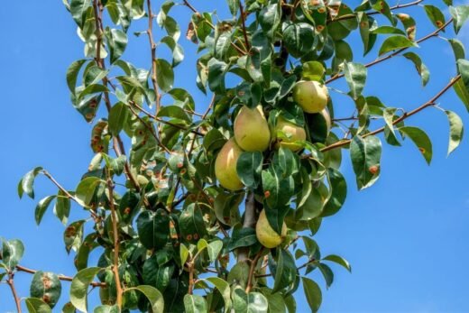 How to Save a Dying Pear Tree (3 Quick Steps) – Couch to Homestead