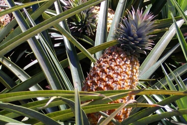 How to Save a Dying Pineapple Plant (3 Quick Steps) – Couch to Homestead