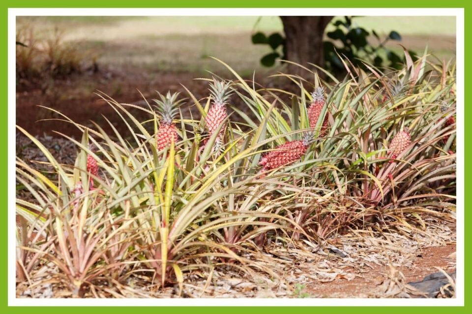 How to Save a Dying Pineapple Plant (3 Quick Steps) – Couch to Homestead